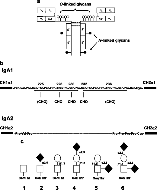 Glycosylation of IgA1 and pathogenesis of IgA nephropathy | SpringerLink