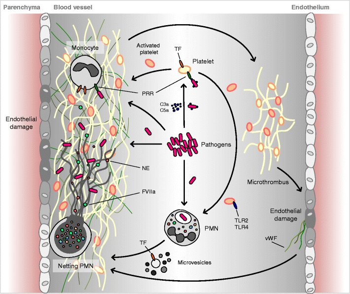Modulation of neutrophil NETosis: interplay between infectious agents ...