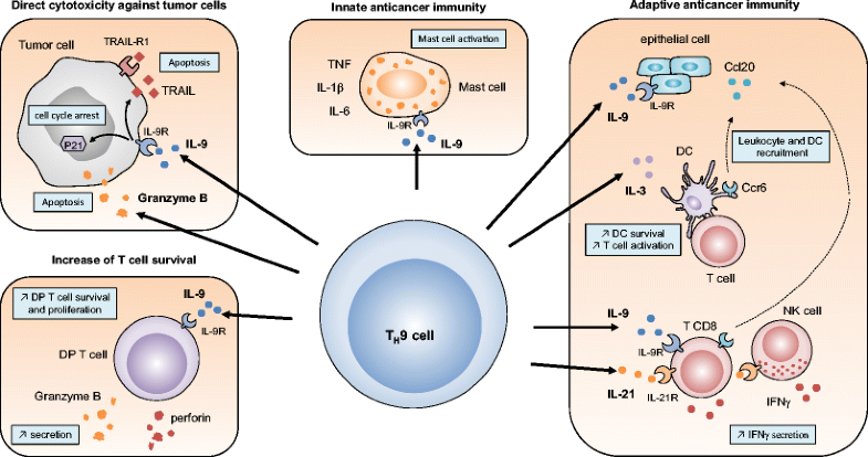TH9 cells in anti-tumor immunity | SpringerLink