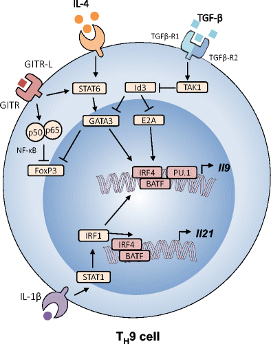 TH9 cells in anti-tumor immunity | SpringerLink