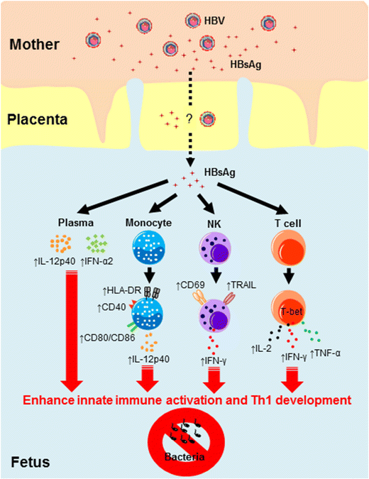 Tolerance and immunity to pathogens in early life: insights from HBV ...
