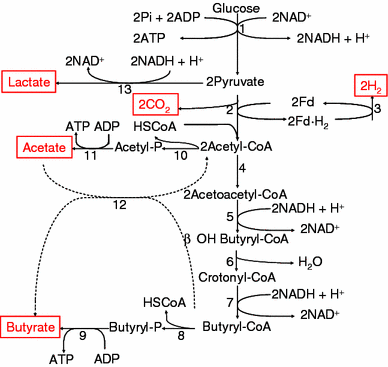 Current Progress on Butyric Acid Production by Fermentation | SpringerLink