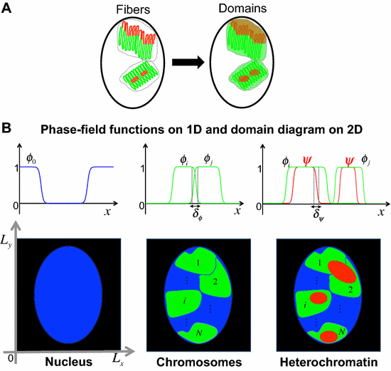 A new application of the phase-field method for understanding the ...