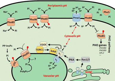 pH homeostasis in yeast; the phosphate perspective | SpringerLink
