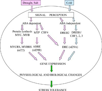 Role of DREB transcription factors in abiotic and biotic stress ...