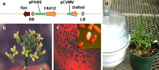 Generation of transgenic plants of a potential oilseed crop Camelina ...