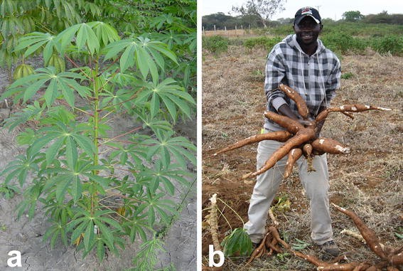 Cassava: constraints to production and the transfer of biotechnology to ...