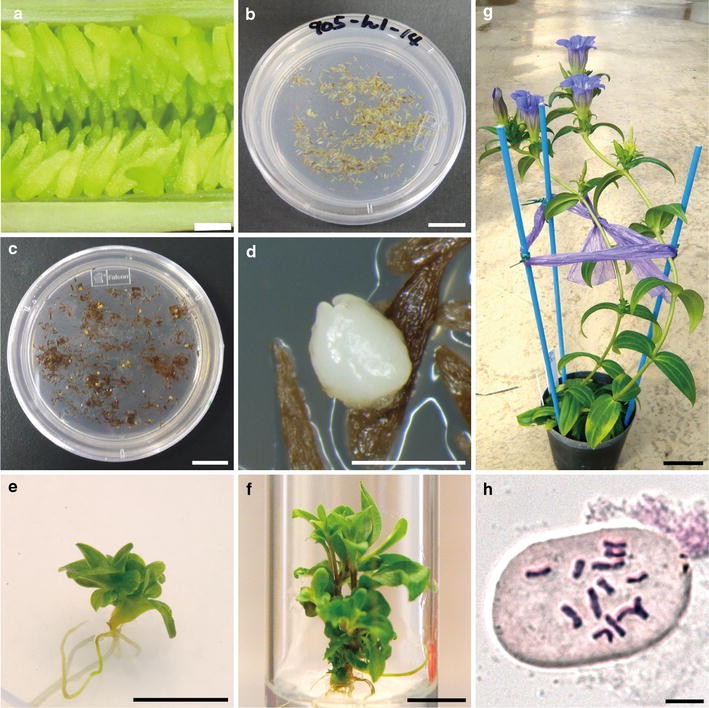 Gynogenesis in gentians ( Gentiana triflora, G. scabra): production of ...