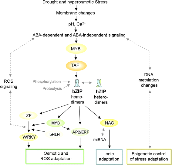 Plant tolerance to drought and salinity: stress regulating transcription factors and their ...