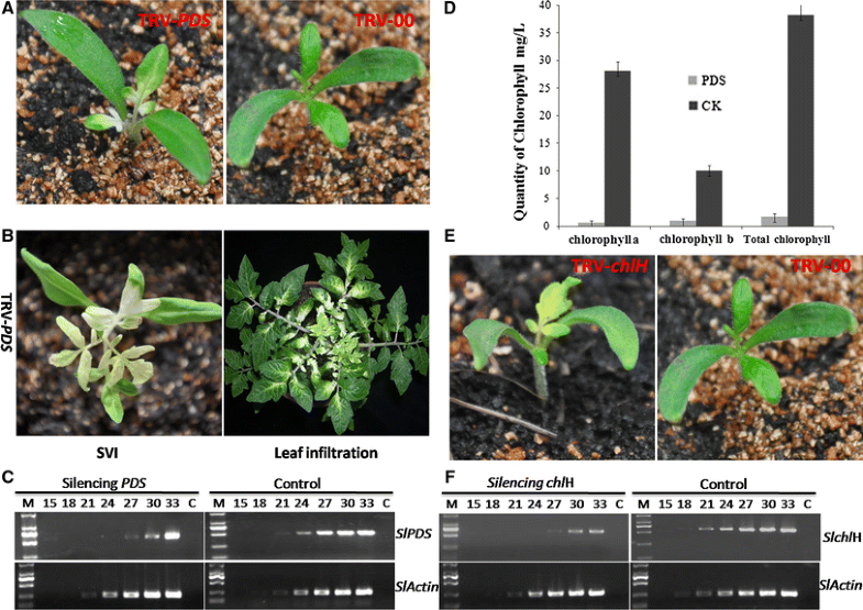 Sprout vacuum-infiltration: a simple and efficient agroinoculation ...