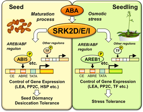 ABA signaling in stress-response and seed development | SpringerLink