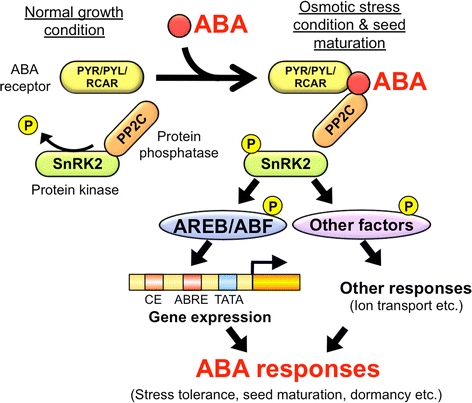 ABA signaling in stress-response and seed development | SpringerLink