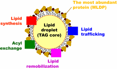 Microalgal lipid droplets: composition, diversity, biogenesis and ...