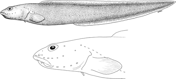 Description of a new genus and species of zoarcid fish ...