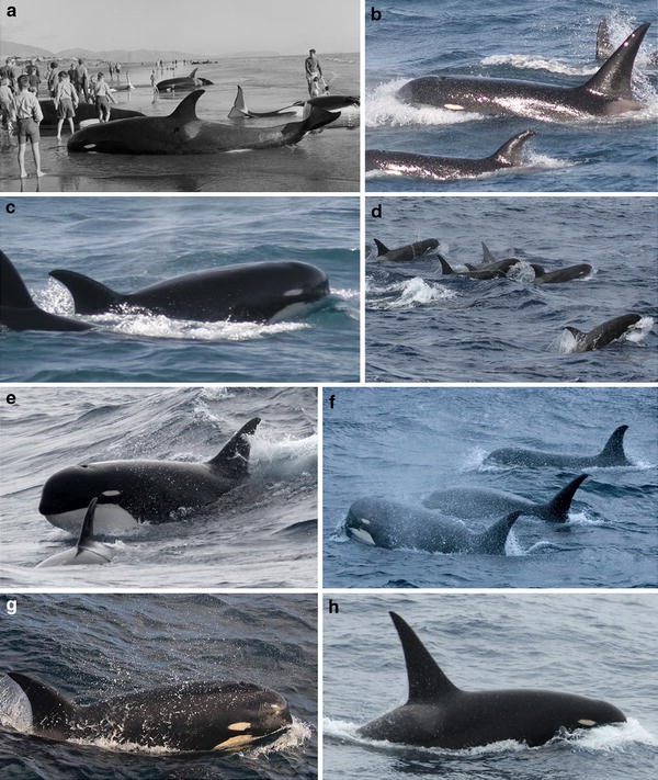 Observations of a distinctive morphotype of killer whale ( Orcinus orca ...