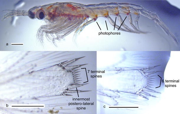 A photographic documentation of the development of Antarctic krill ...