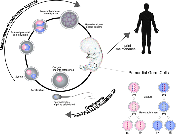 Imprinting evolution and human health | SpringerLink