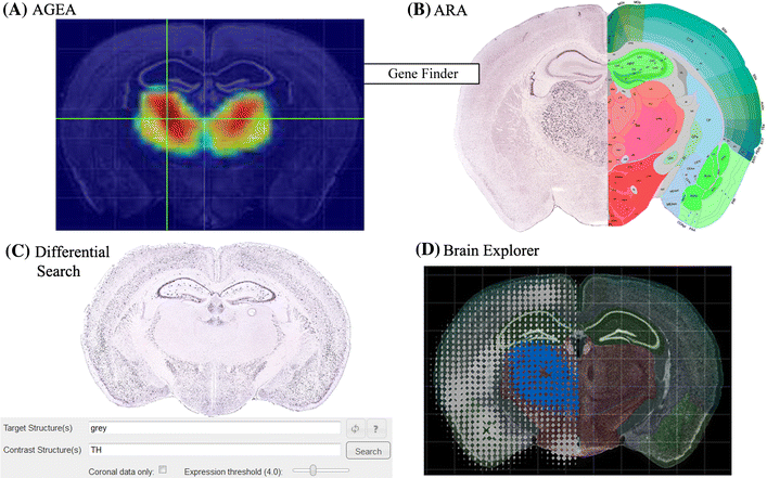 High-resolution gene expression atlases for adult and developing mouse ...