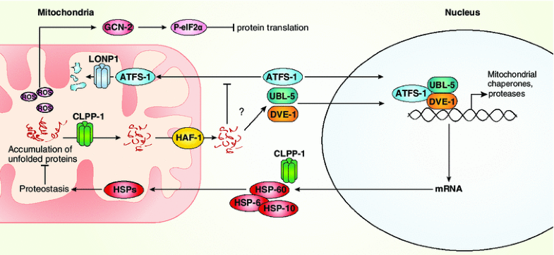 The mitochondrial unfolded protein response in mammalian physiology ...