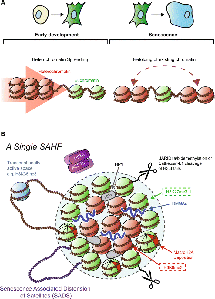 Old cells, new tricks: chromatin structure in senescence | SpringerLink