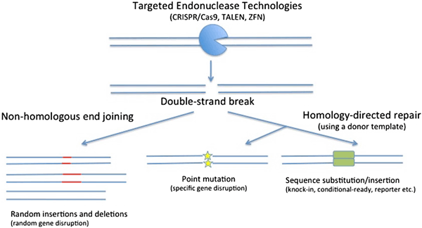 Naming CRISPR alleles: endonuclease-mediated mutation nomenclature ...