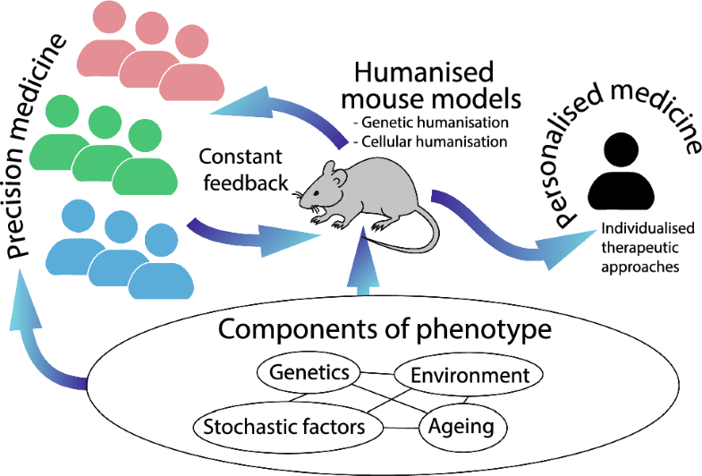 Uses For Humanised Mouse Models In Precision Medicine For