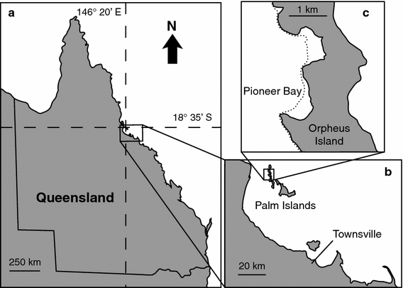 Cryptofauna of the epilithic algal matrix on an inshore coral reef ...