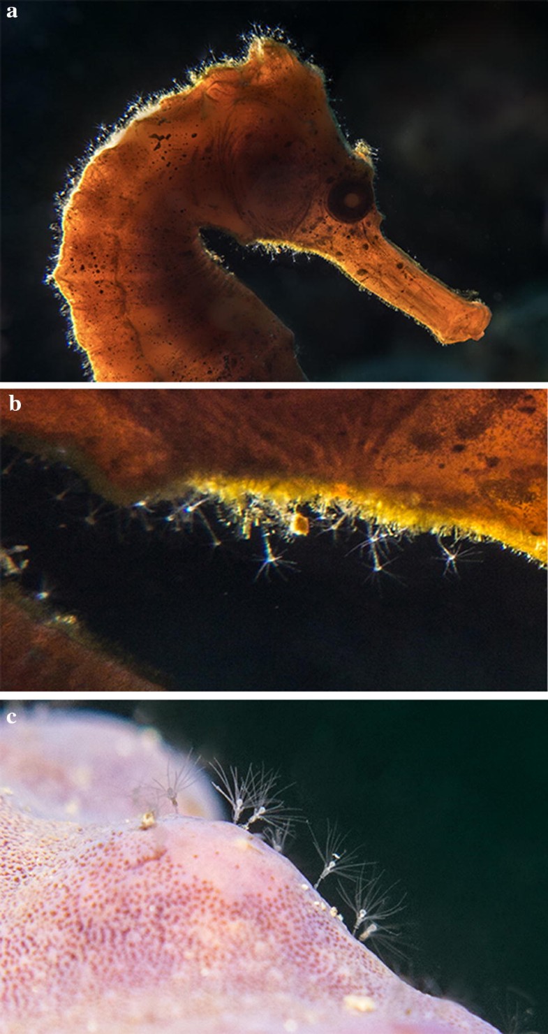 Hydroids on a Caribbean sea horse | SpringerLink