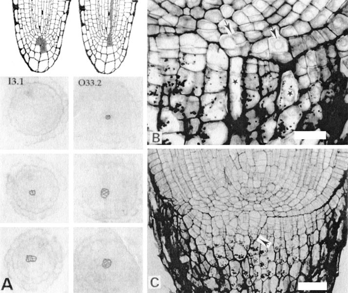 The Root Cap: Cell Dynamics, Cell Differentiation and Cap Function ...