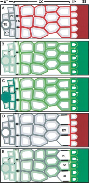 Root Endodermis and Exodermis: Structure, Function, and Responses to ...