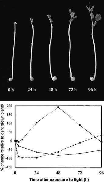 Interactions Between Light and Plant Hormones During De-etiolation ...