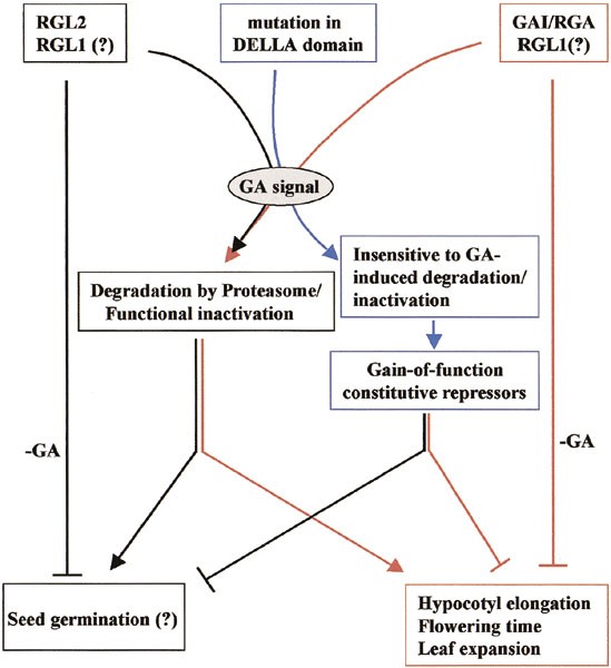 DELLA Proteins and GA Signalling in Arabidopsis | SpringerLink