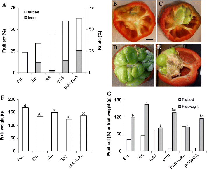 Auxin-induced Fruit Set in Capsicum annuum L. Requires Downstream ...