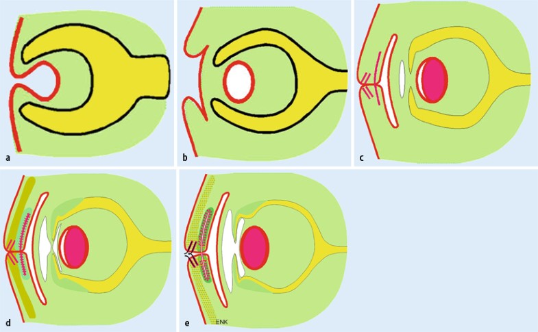 Meibom-Drüsen | SpringerLink