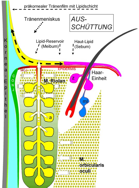 Meibom-Drüsen | SpringerLink
