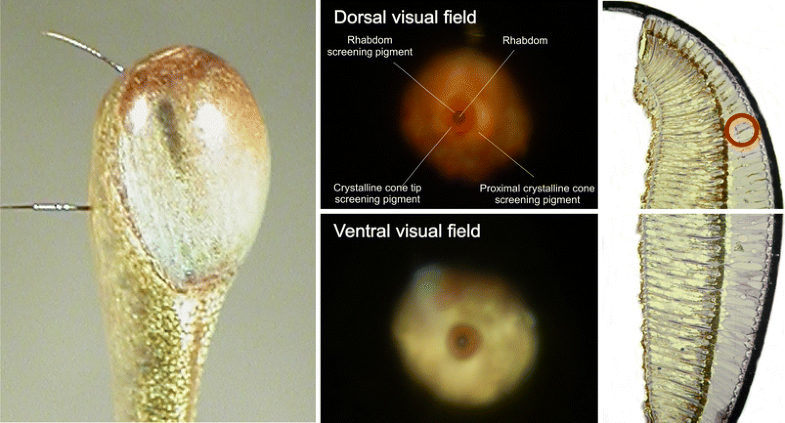The visual ecology of fiddler crabs | SpringerLink