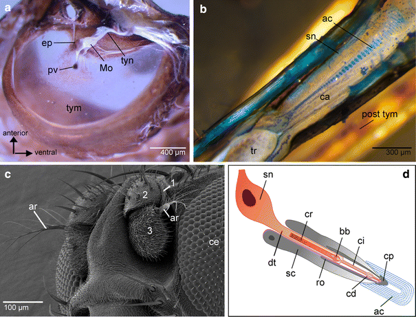 Otoacoustic emissions from insect ears: evidence of active hearing ...