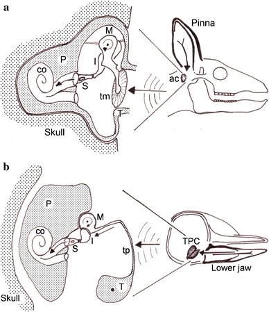 Anatomy and physics of the exceptional sensitivity of dolphin hearing ...