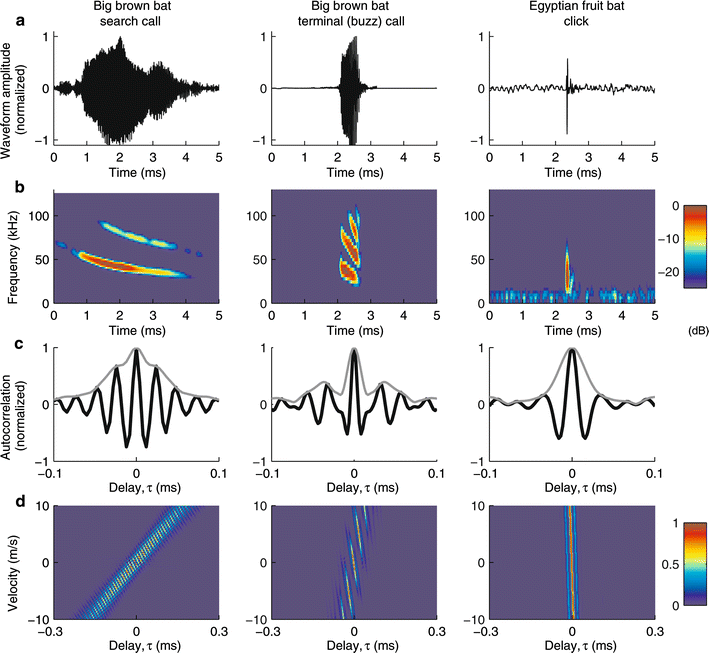 Click-based echolocation in bats: not so primitive after all | SpringerLink