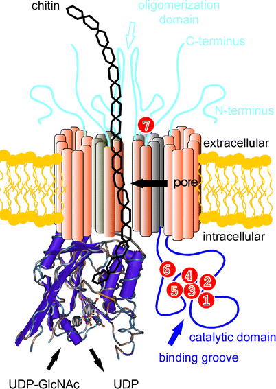 Insect chitin synthases: a review | SpringerLink