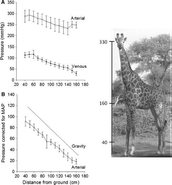 Pressure profile and morphology of the arteries along the giraffe limb ...