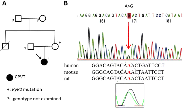 A novel cardiac ryanodine receptor gene ( RyR2) mutation in an athlete ...