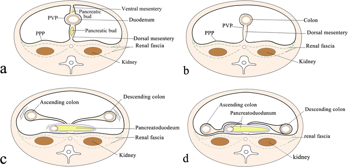 The urogenital-hypogastric sheath: an anatomical observation on the ...