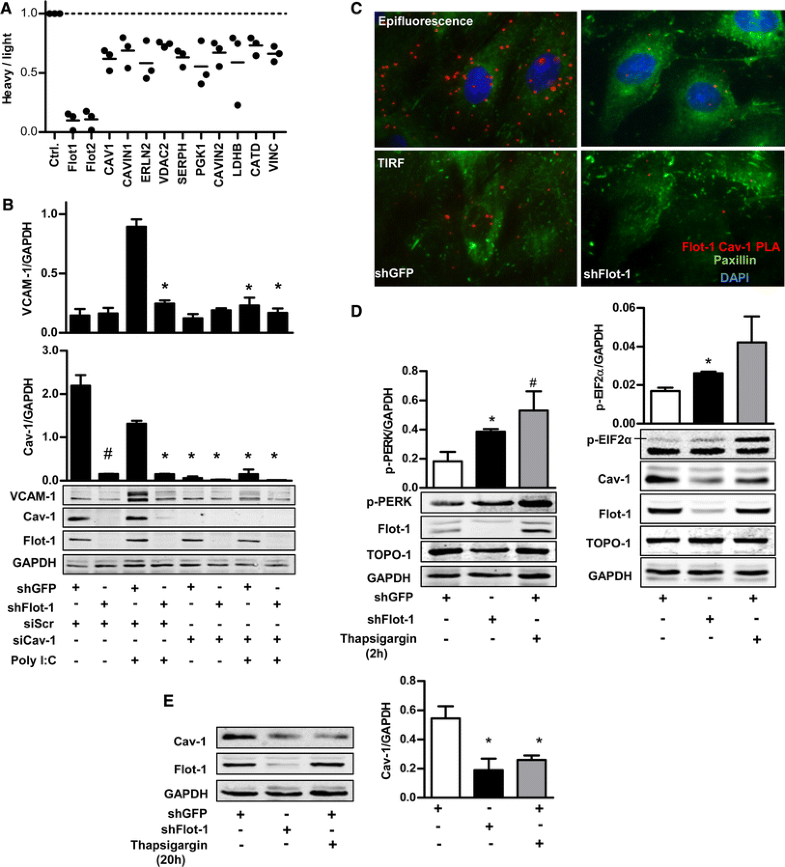 Flotillin-1 facilitates toll-like receptor 3 signaling in human ...