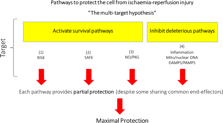 The RISK pathway and beyond | SpringerLink