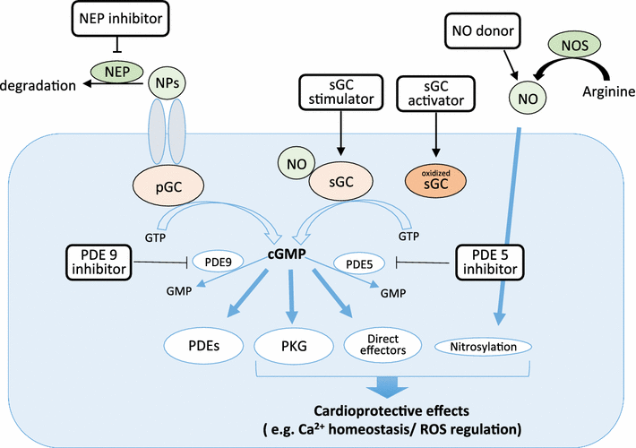 cGMP at the centre of attention: emerging strategies for activating the ...