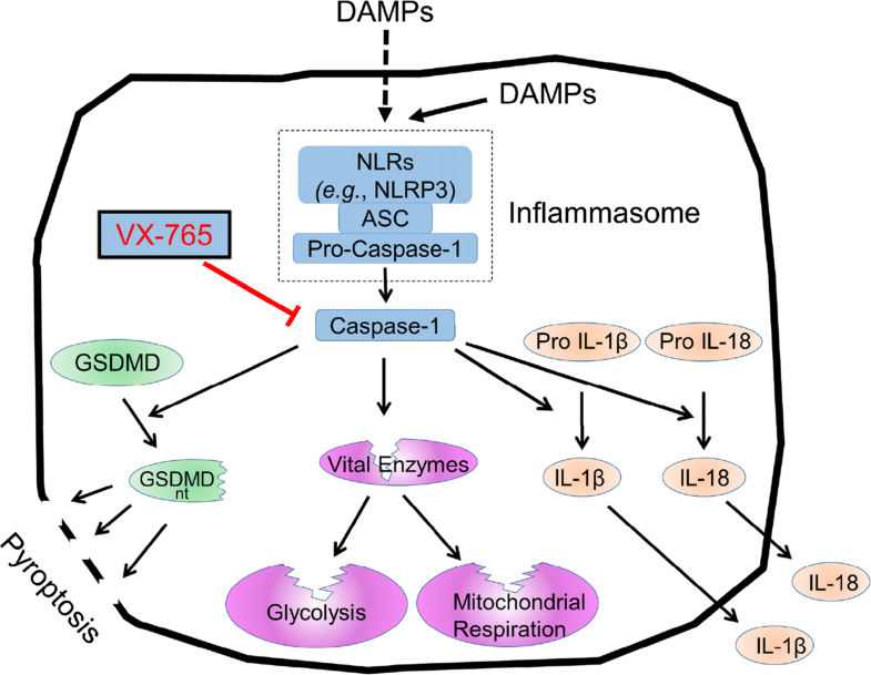 Caspase-1 inhibition by VX-765 administered at reperfusion in P2Y12 ...