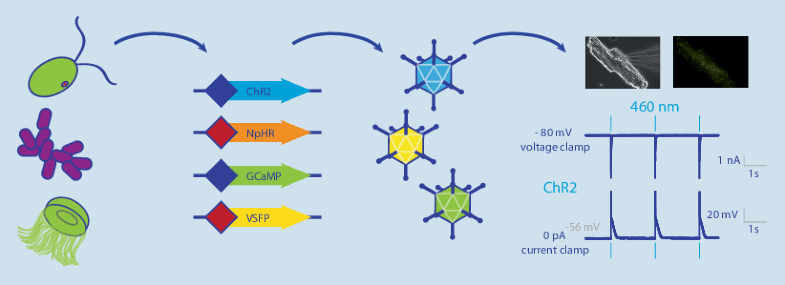 The power of optogenetics | SpringerLink