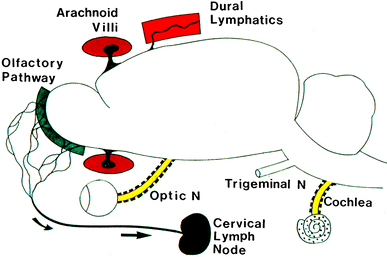 Lymphatic drainage of the brain and the pathophysiology of neurological ...