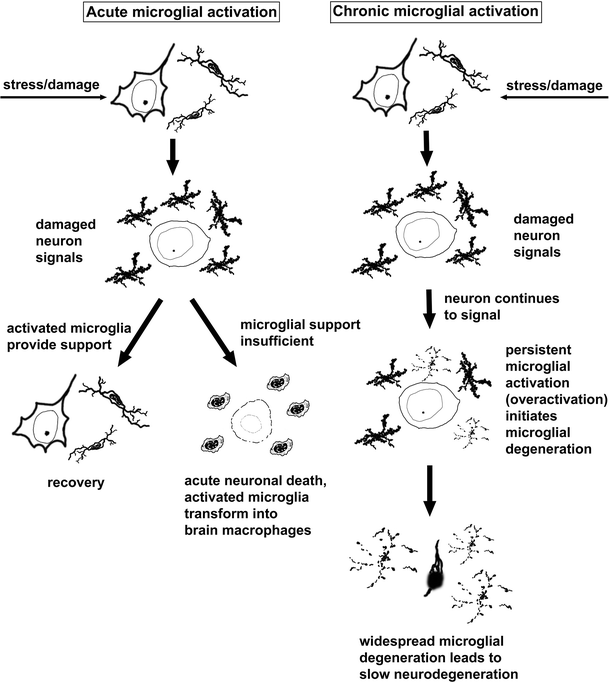 Microglia: biology and pathology | SpringerLink